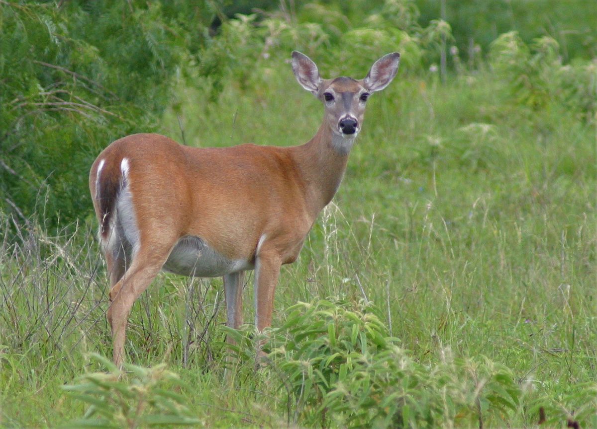 Photo Gallery | Caesar Kleberg Wildlife Research Institute